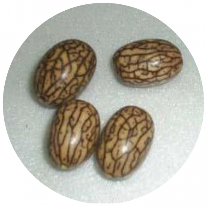 15 Amazonian Oils for Hair and Skin